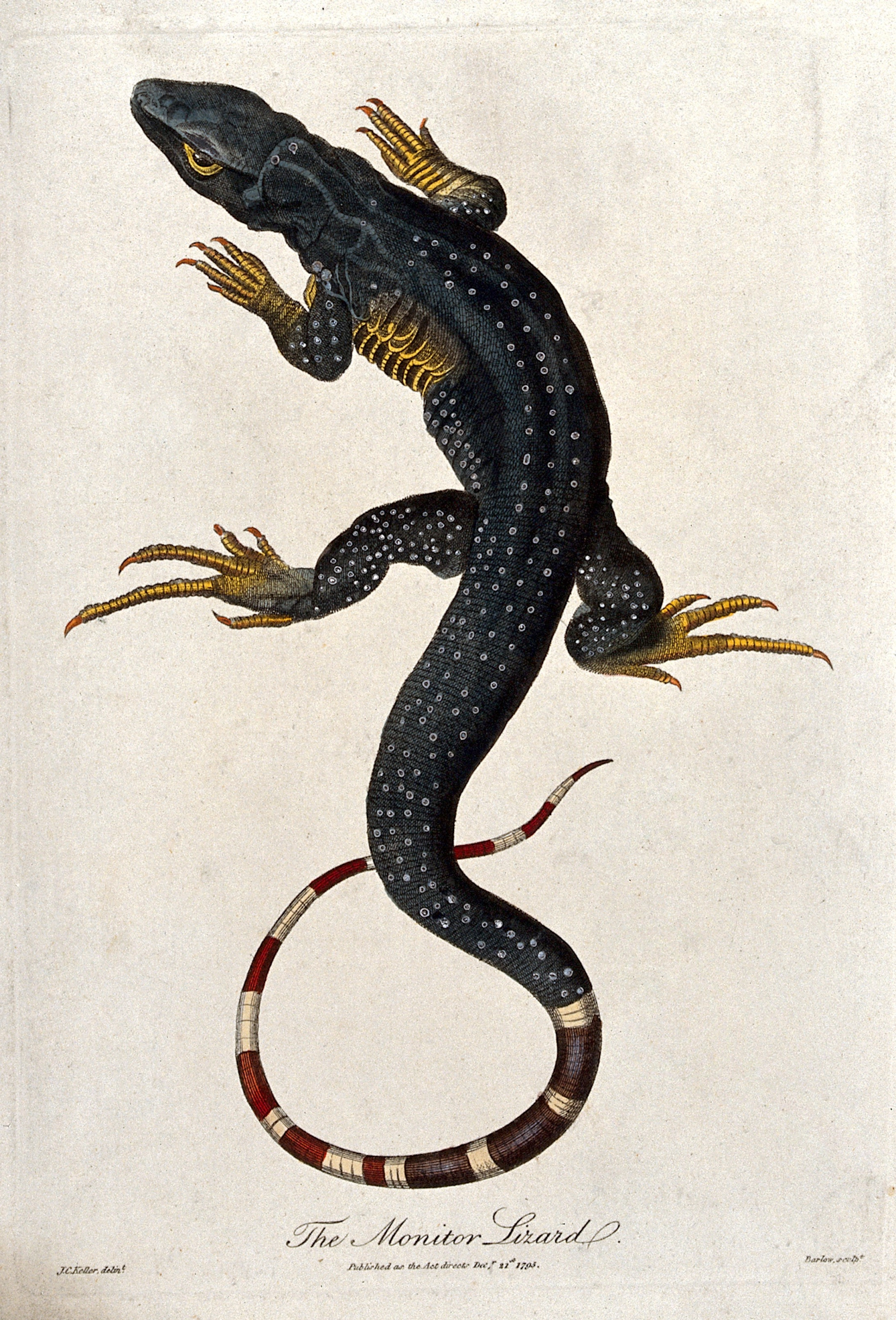 The aphrodisiac apothecary | Wellcome Collection