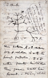 Tree of life | Wellcome Collection
