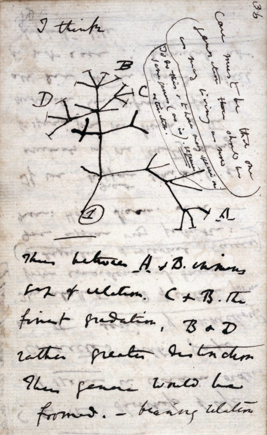 Tree of life | Wellcome Collection