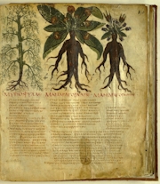 Mandrake medicine and myths | Wellcome Collection