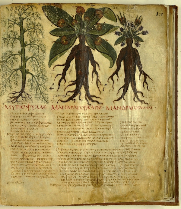 Mandrake medicine and myths | Wellcome Collection
