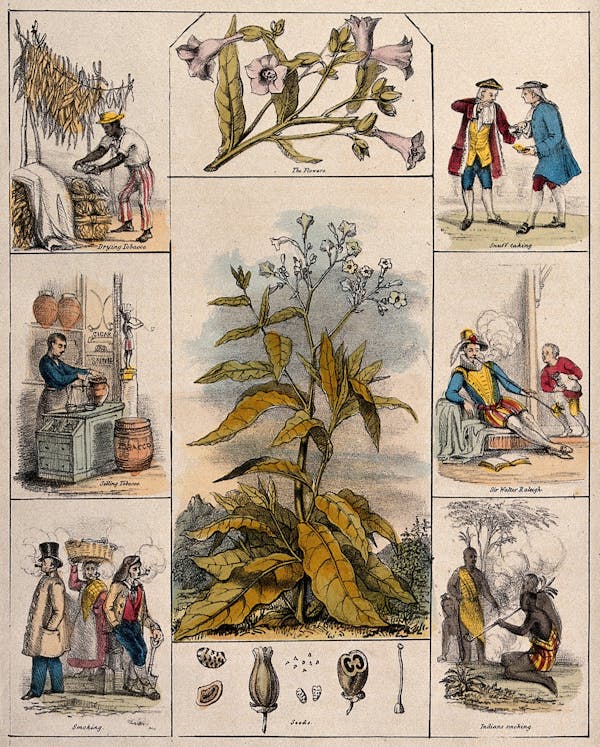 A medical history of smoking, from cure to killer | Wellcome Collection