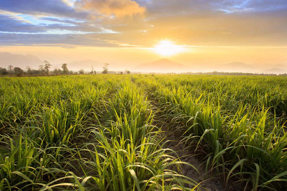 From sugarcane to rum : how is rum made ? - Maison du Whisky