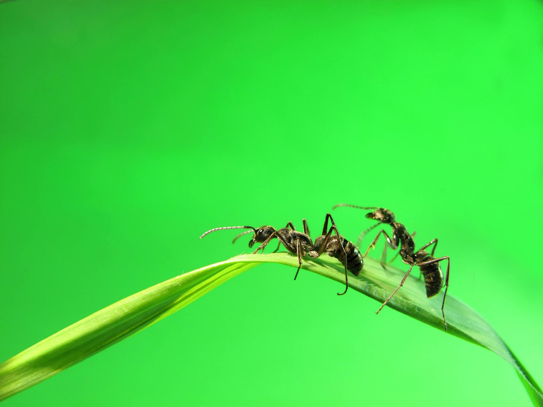 How do ants communicate?