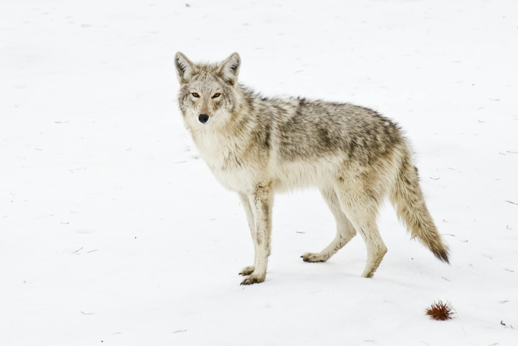 What's the difference between a wolf and a coyote?