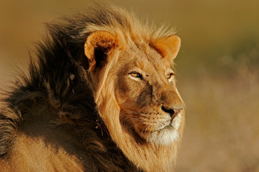 Why do lions have manes?