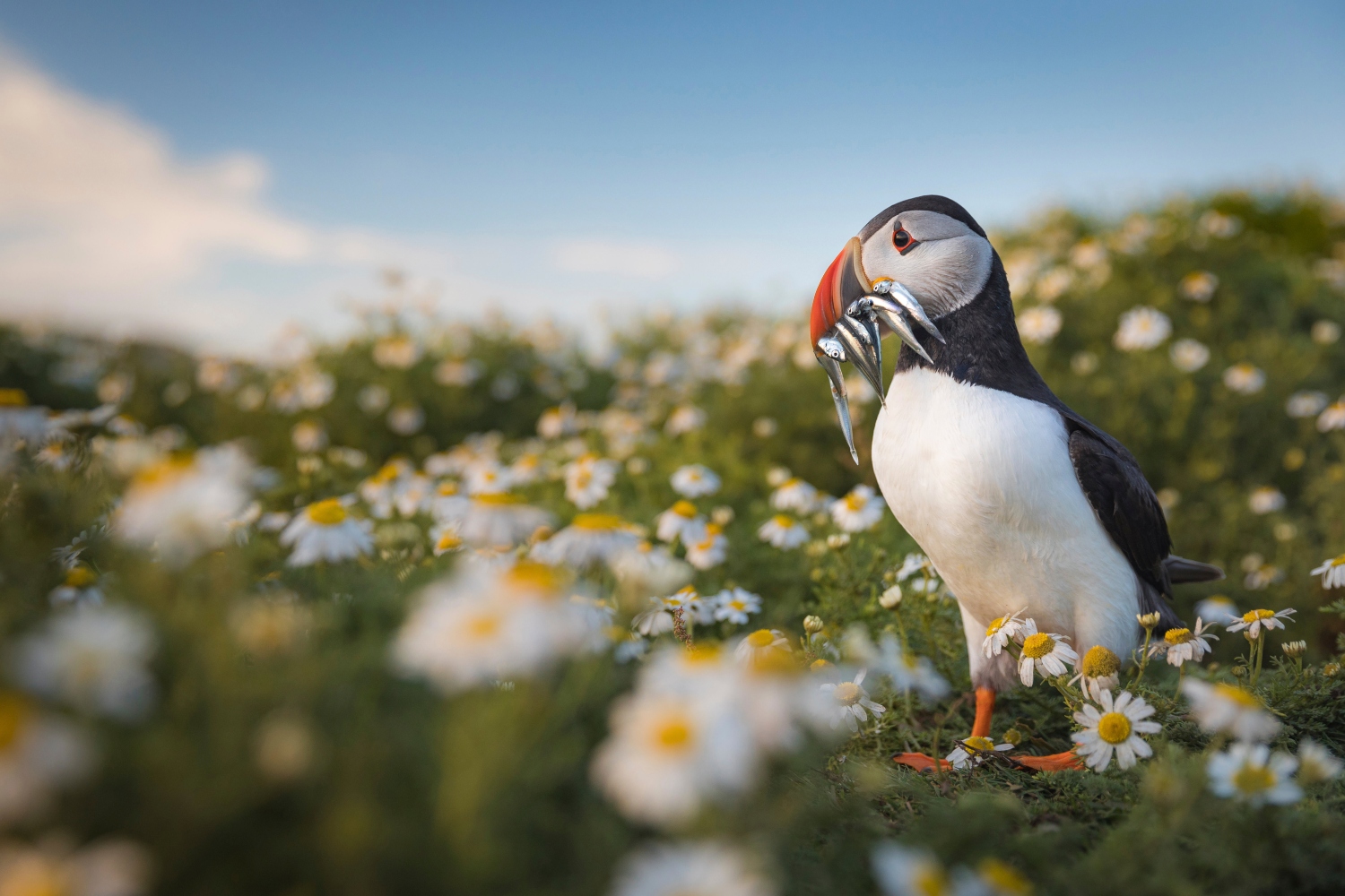 Puffins | Save Our Wild Isles