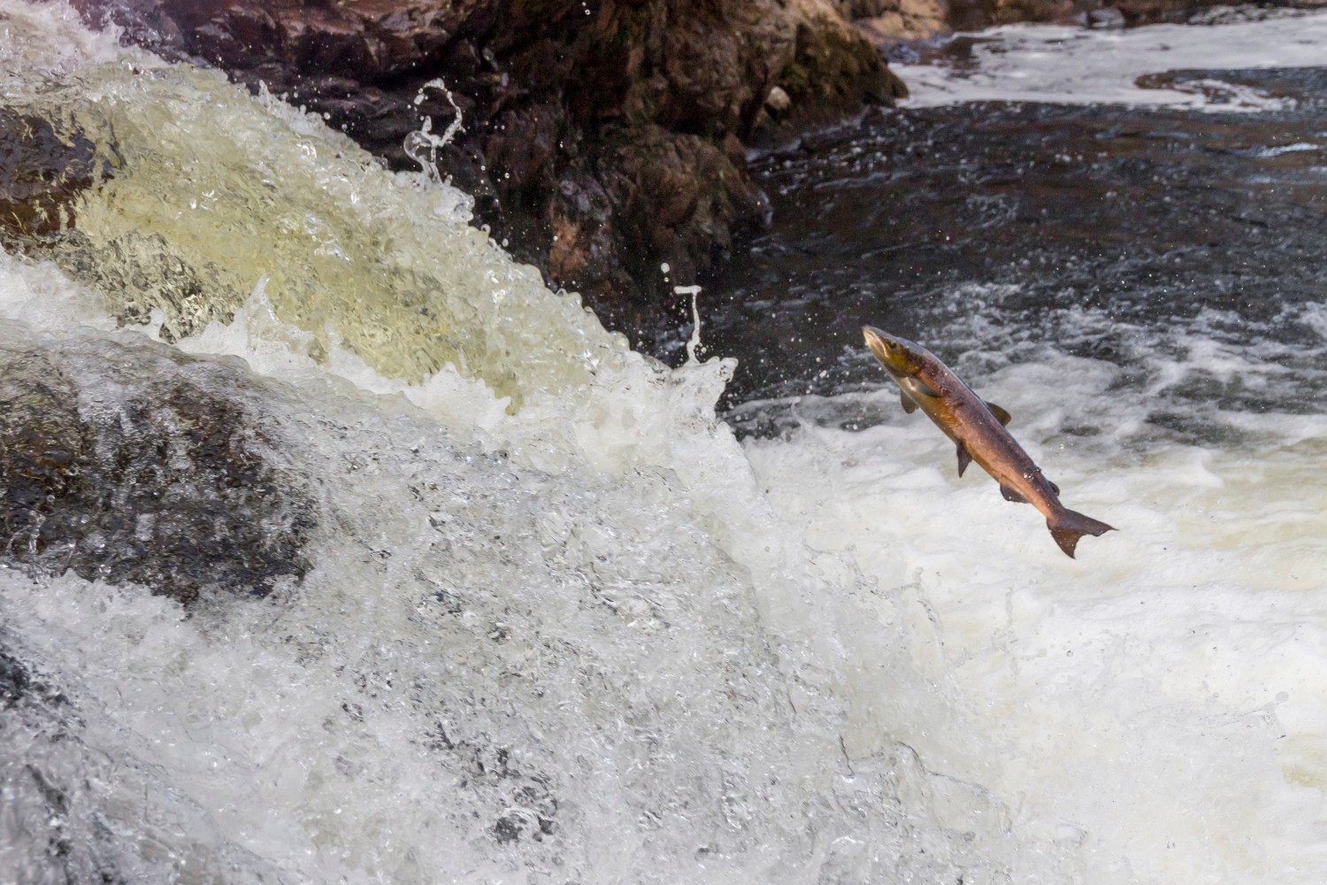 Atlantic salmon | Save Our Wild Isles