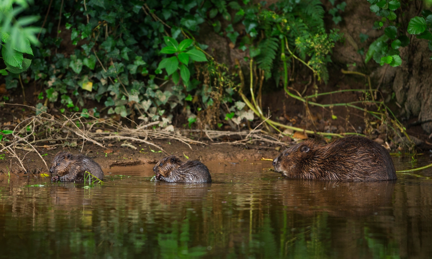 Beavers | Save Our Wild Isles