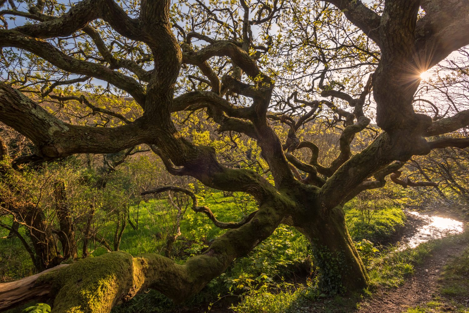 Oak trees | Save Our Wild Isles