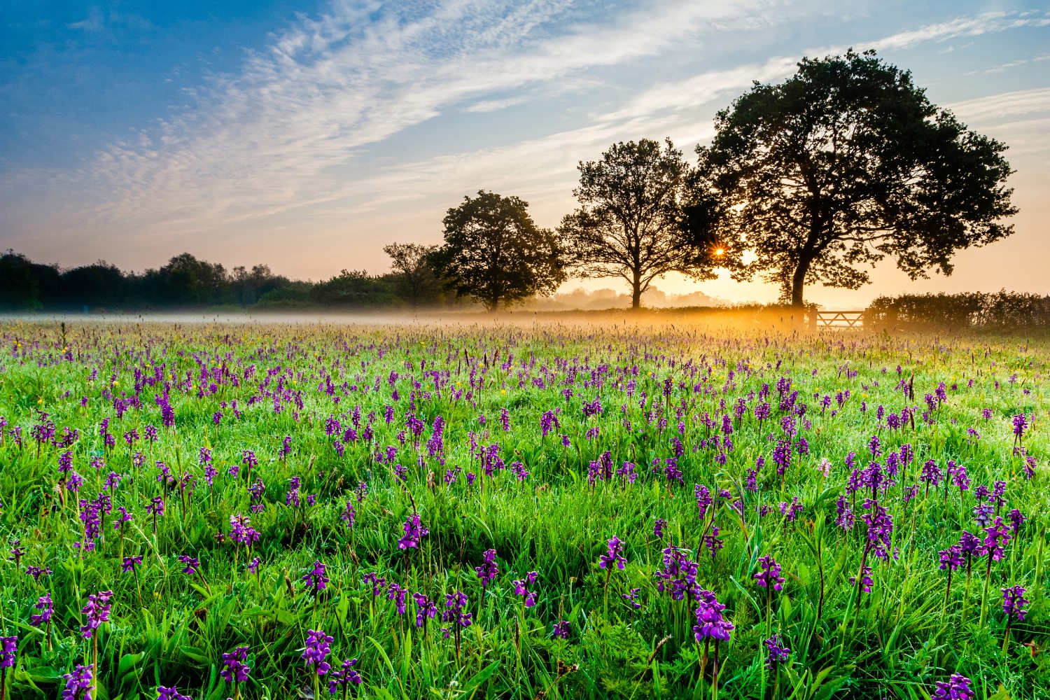 Habitats | Save Our Wild Isles