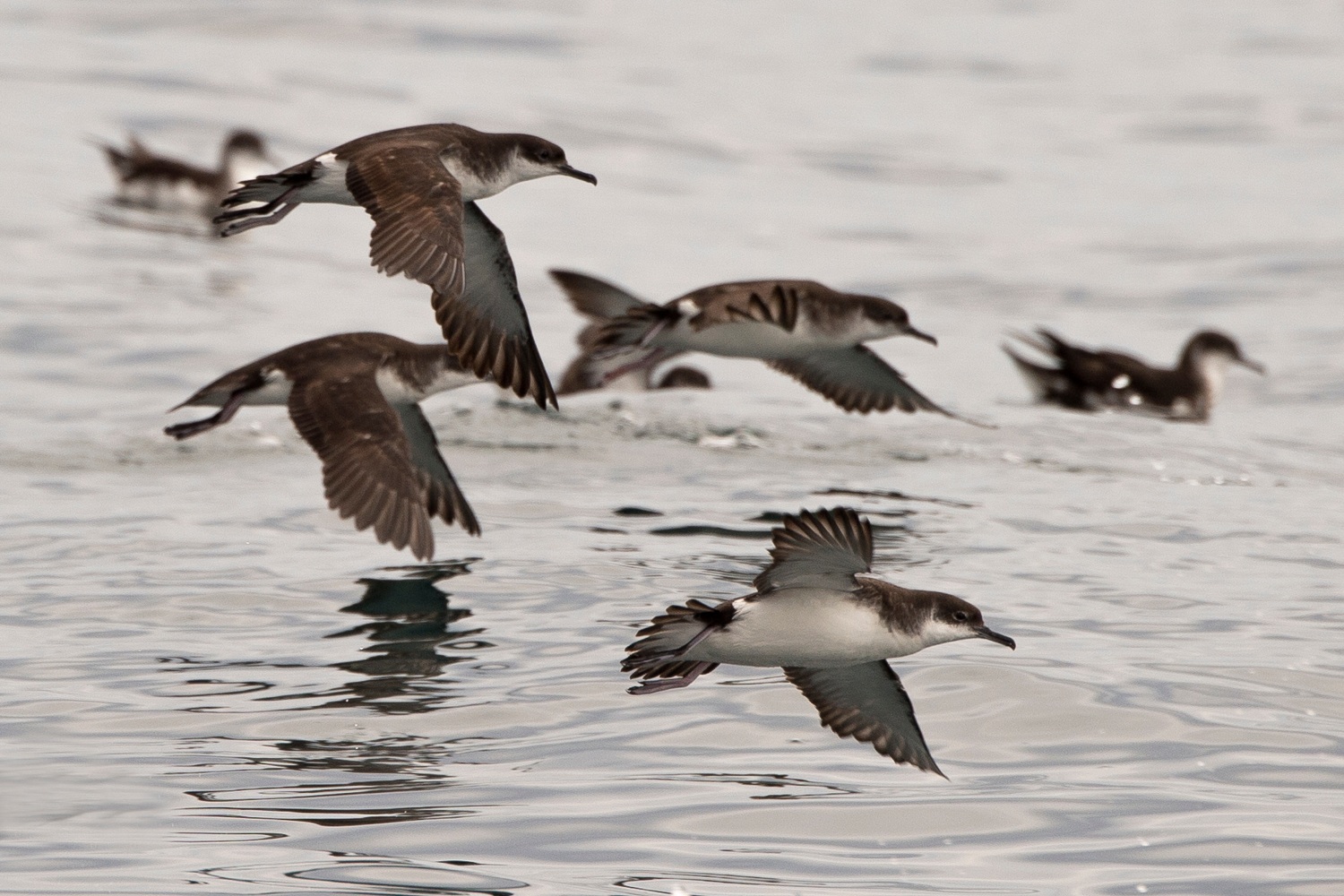 Manx shearwaters | Save Our Wild Isles