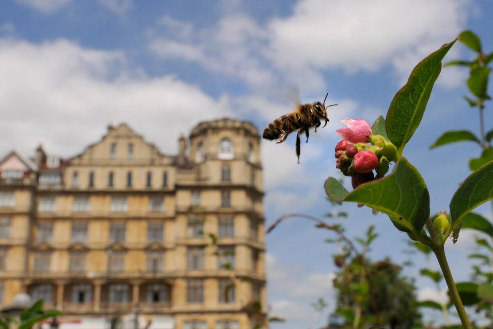 Bees | Save Our Wild Isles