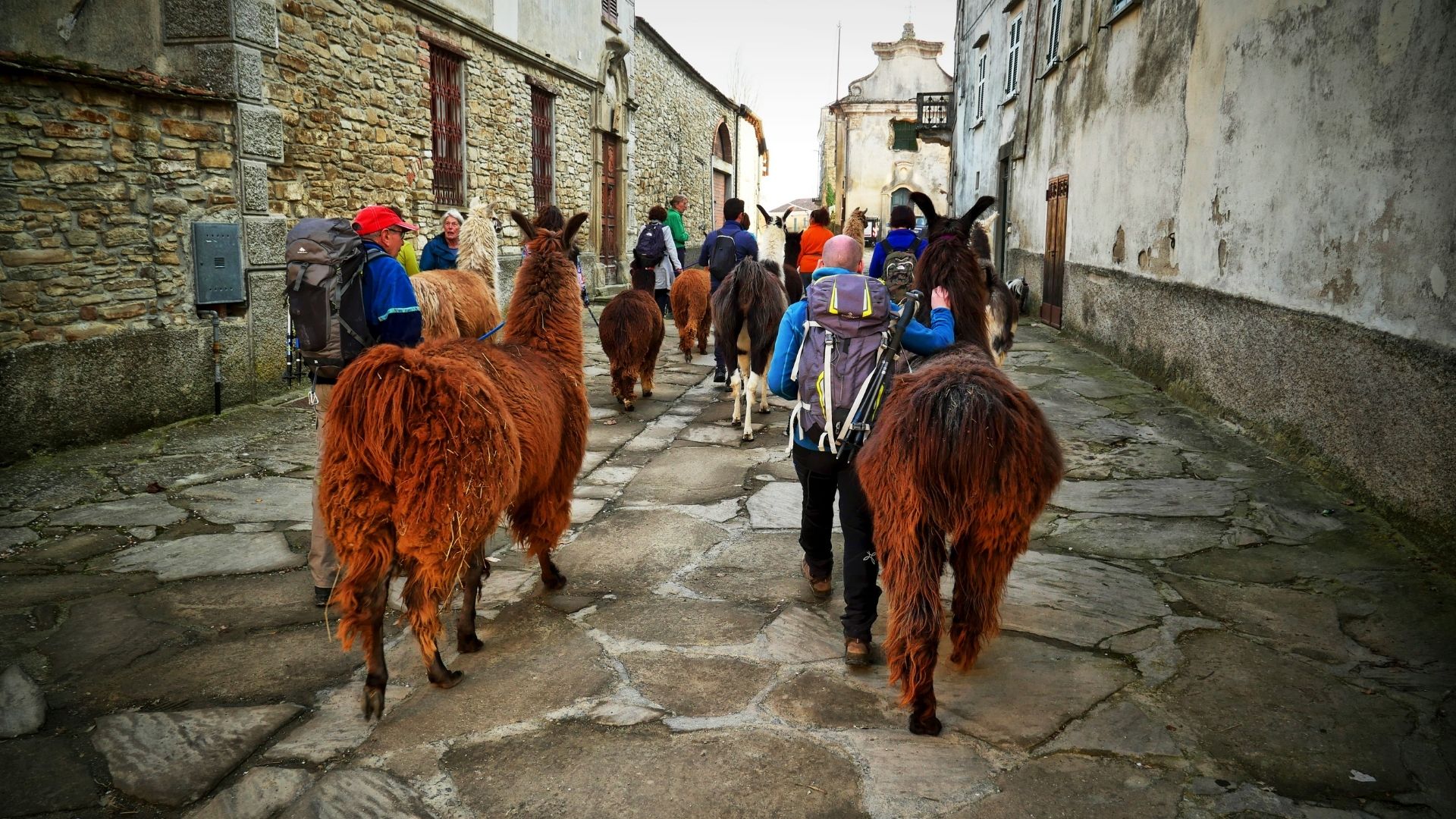 Wild Trek - Trekking con lama e alpaca