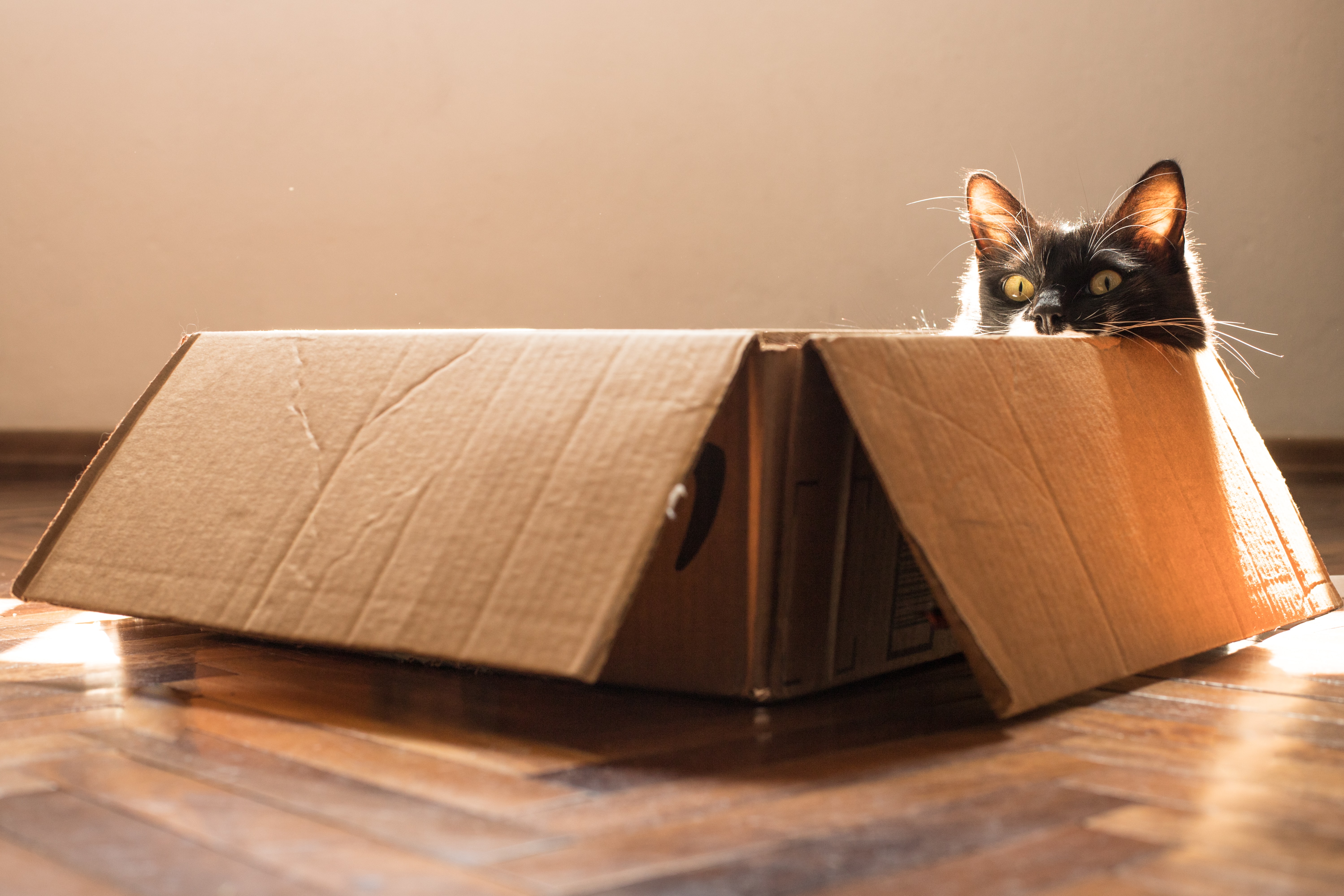 Curious Cat Behaviors: Decoding Your Cat's Quirky Actions | Wisdom Panel