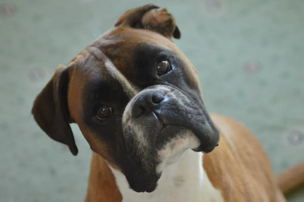 What are the most common genetic diseases in dogs?