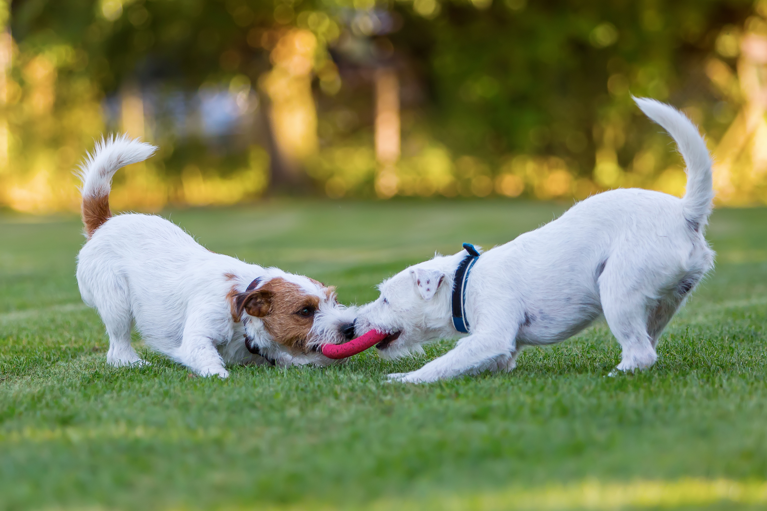 Understanding your dog's body language