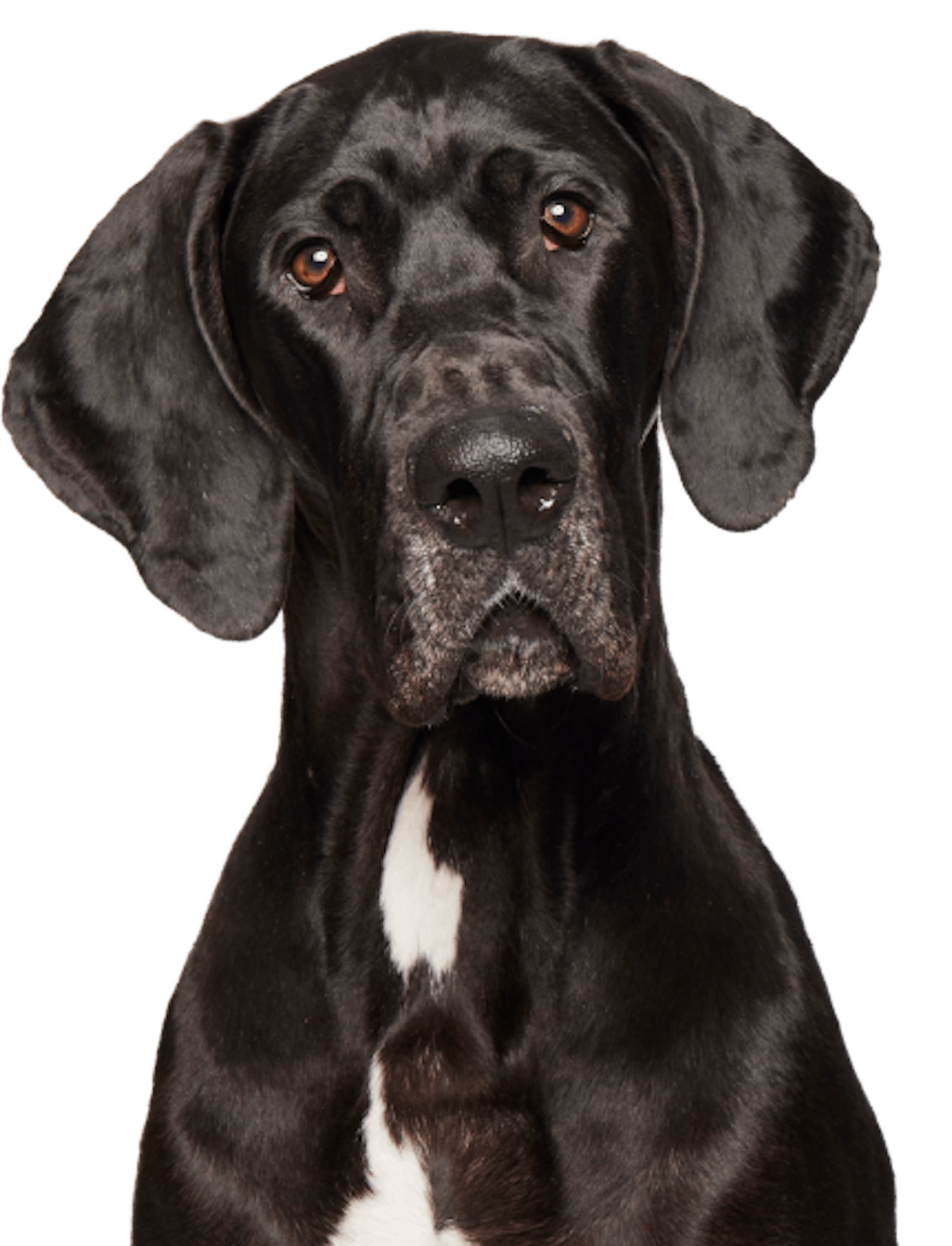 Find the best dog DNA test | Wisdom Panel™ genetic tests for dogs