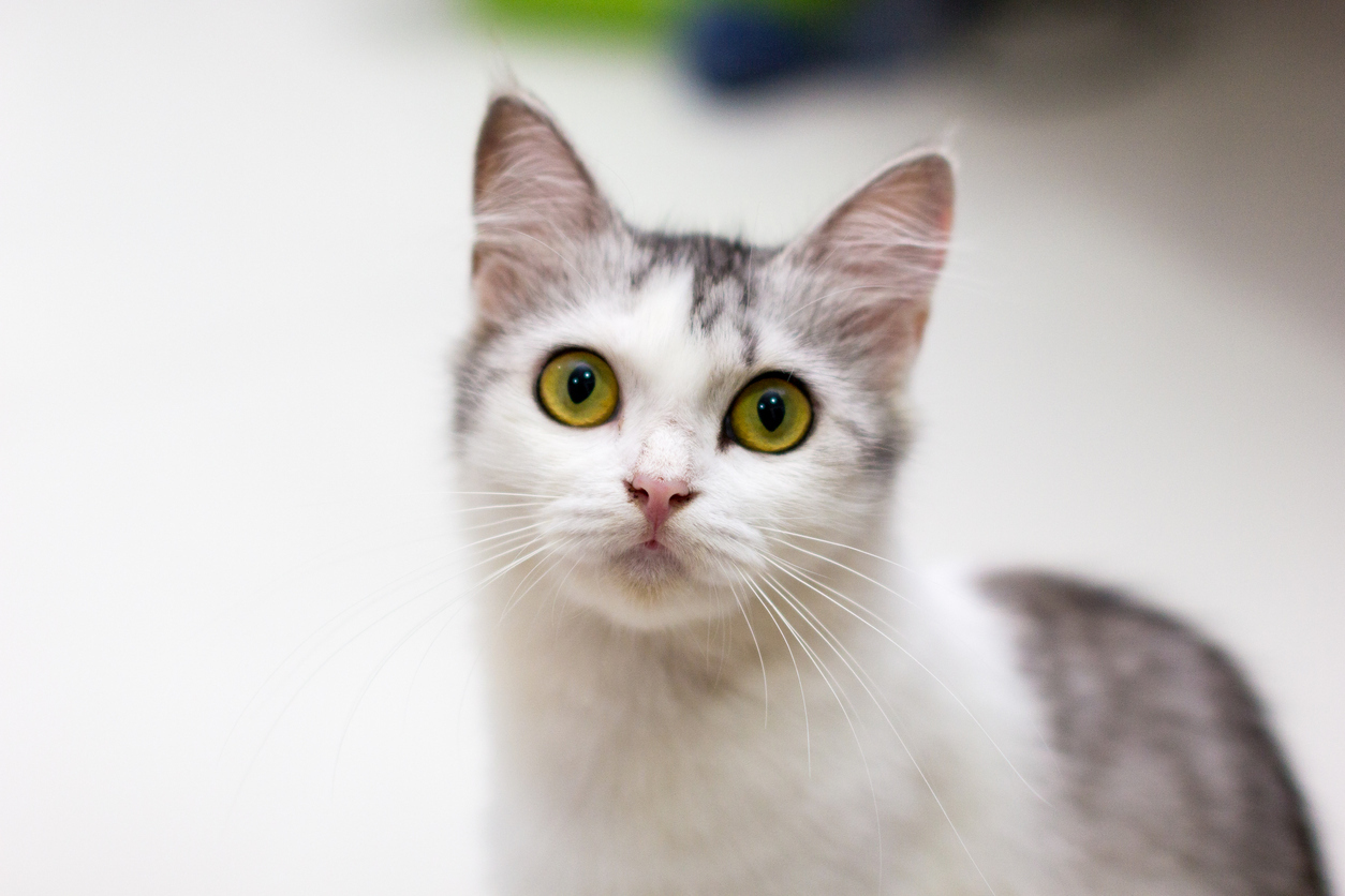 How to pick the perfect cat name
