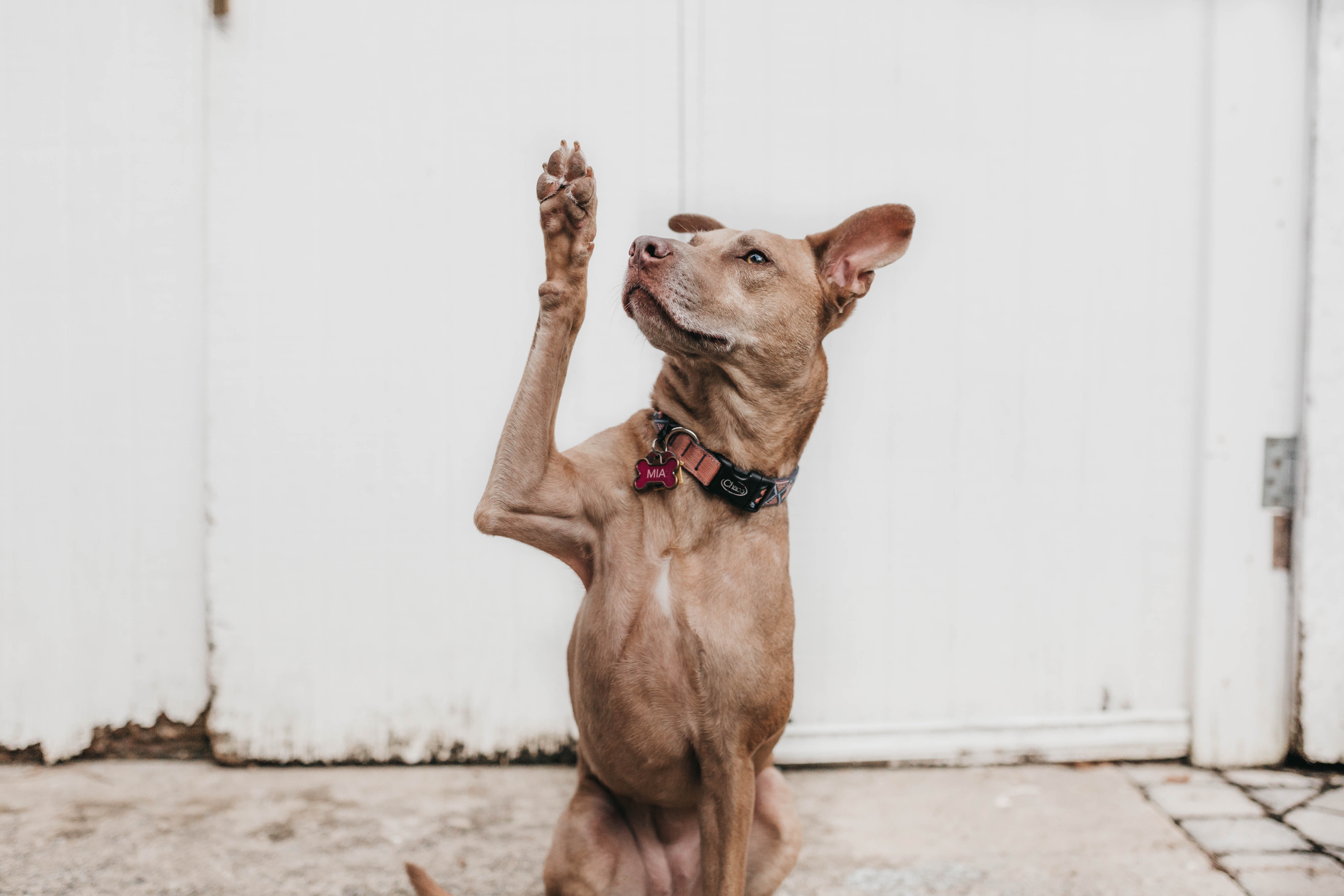 Right paw store