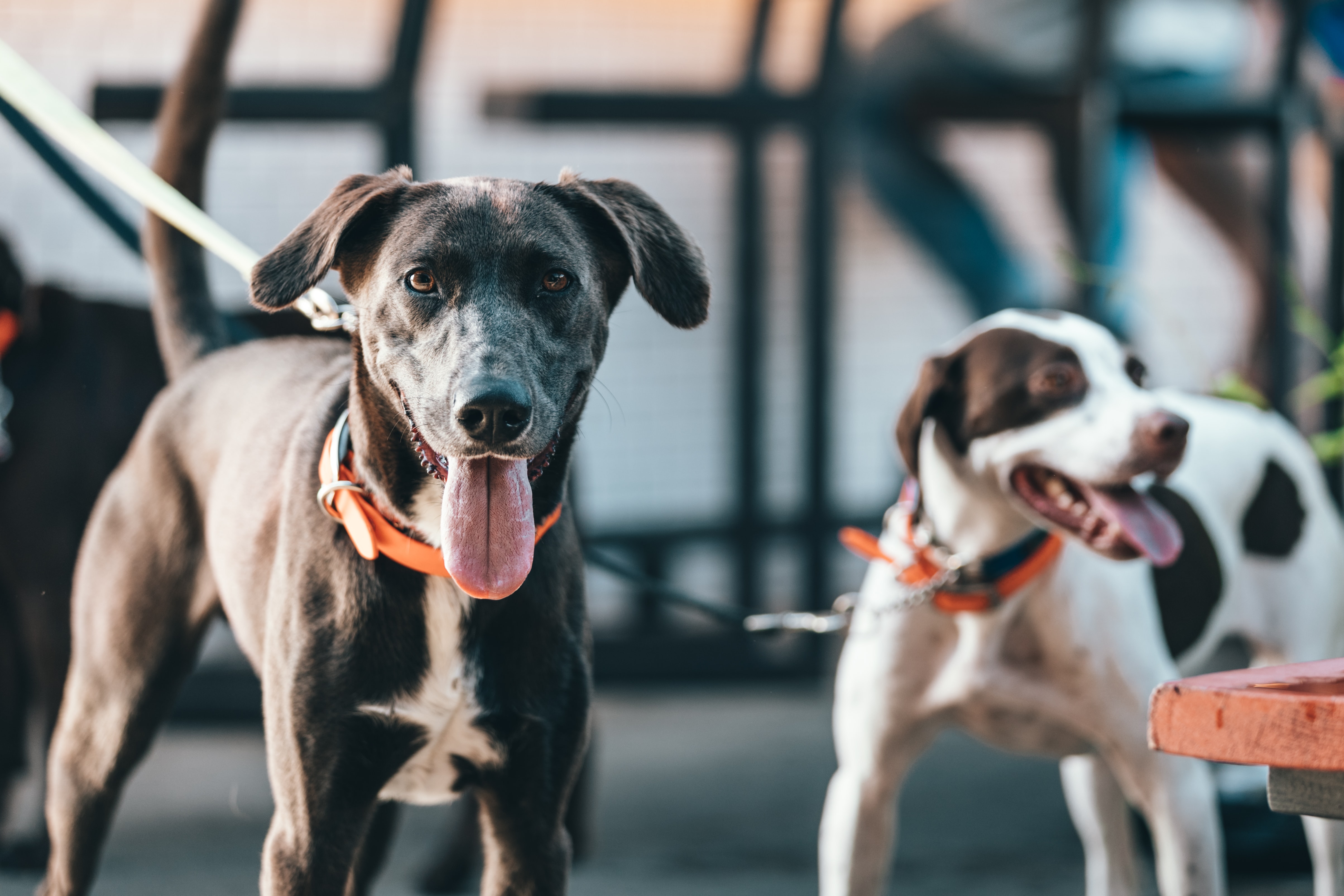 Shared data means a healthier future for dogs and cats