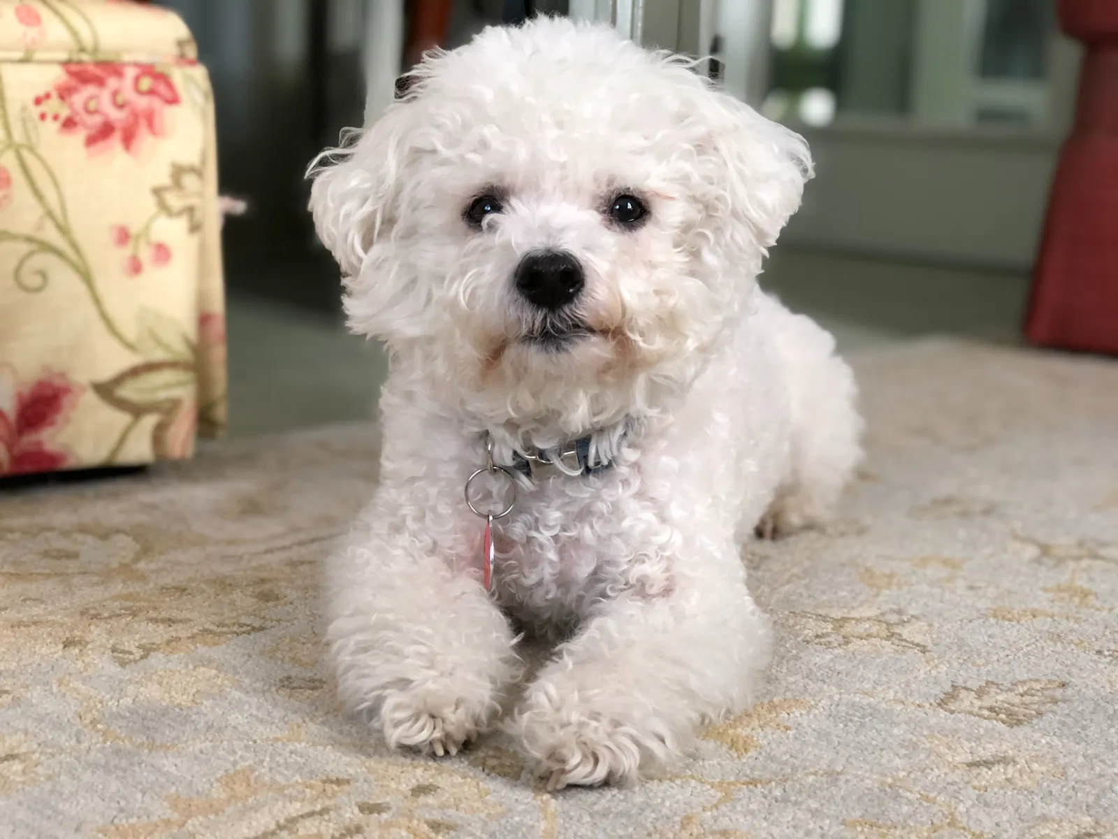 Affectionate Dog Breeds: Find the Sweetest Dog Breeds by Size