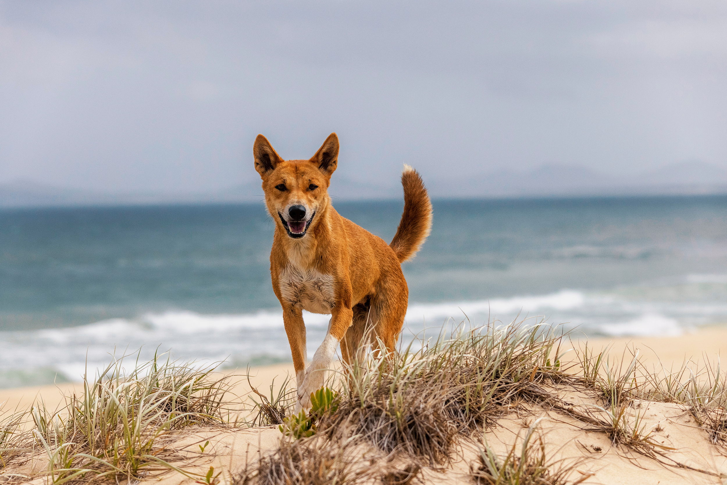 Understanding the difference between a breed and a landrace