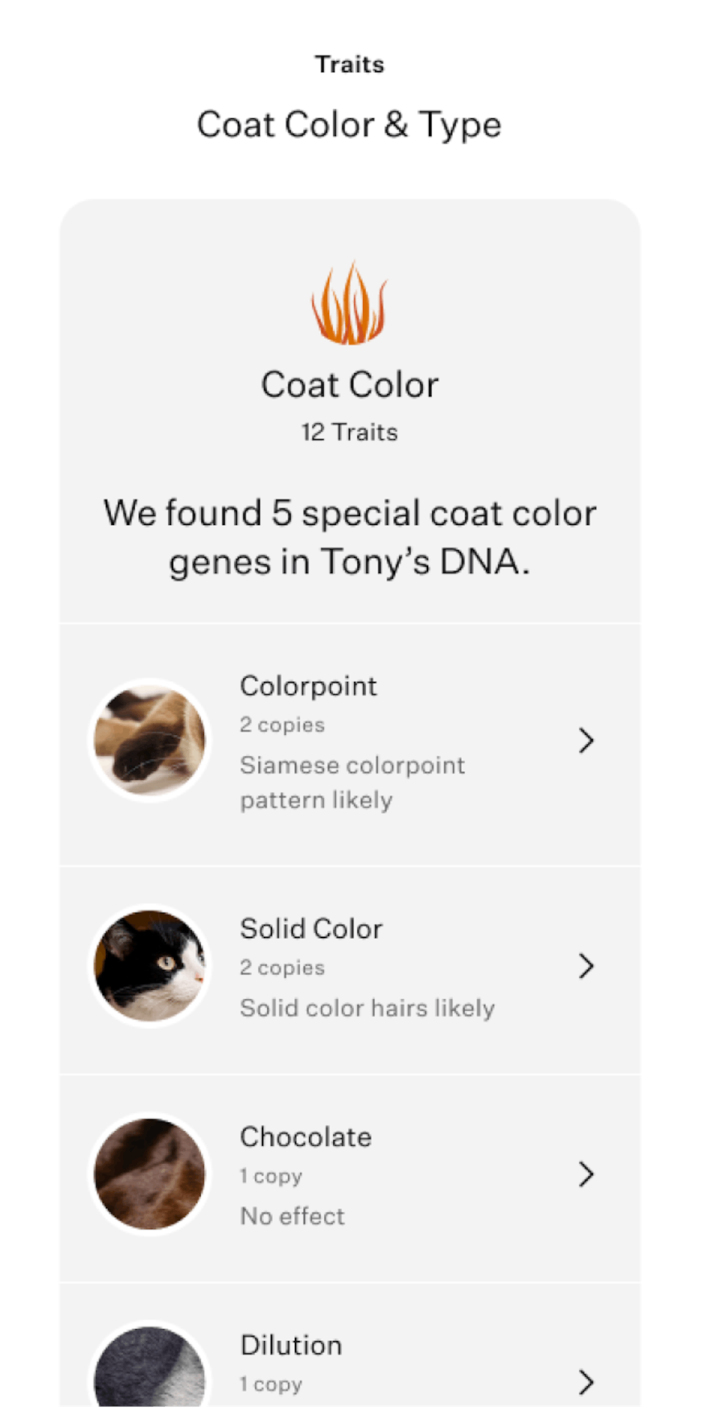Shop cat DNA tests | Wisdom Panel™ Complete for Cats
