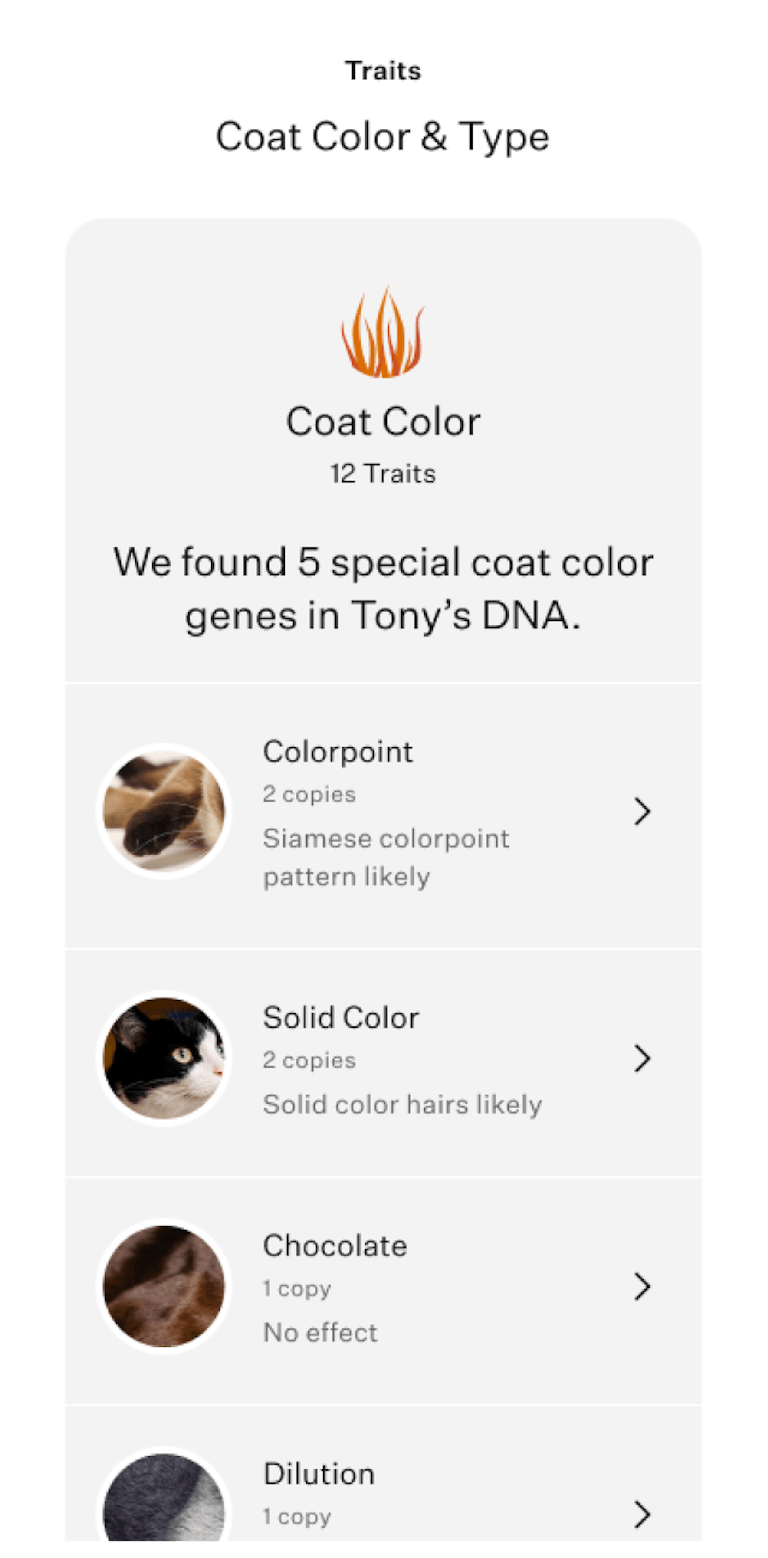 Shop cat DNA tests | Wisdom Panel™ Complete for Cats