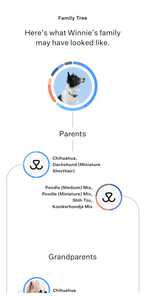 Wisdom Panel™ Essential dog DNA test | Most accurate dog breed test