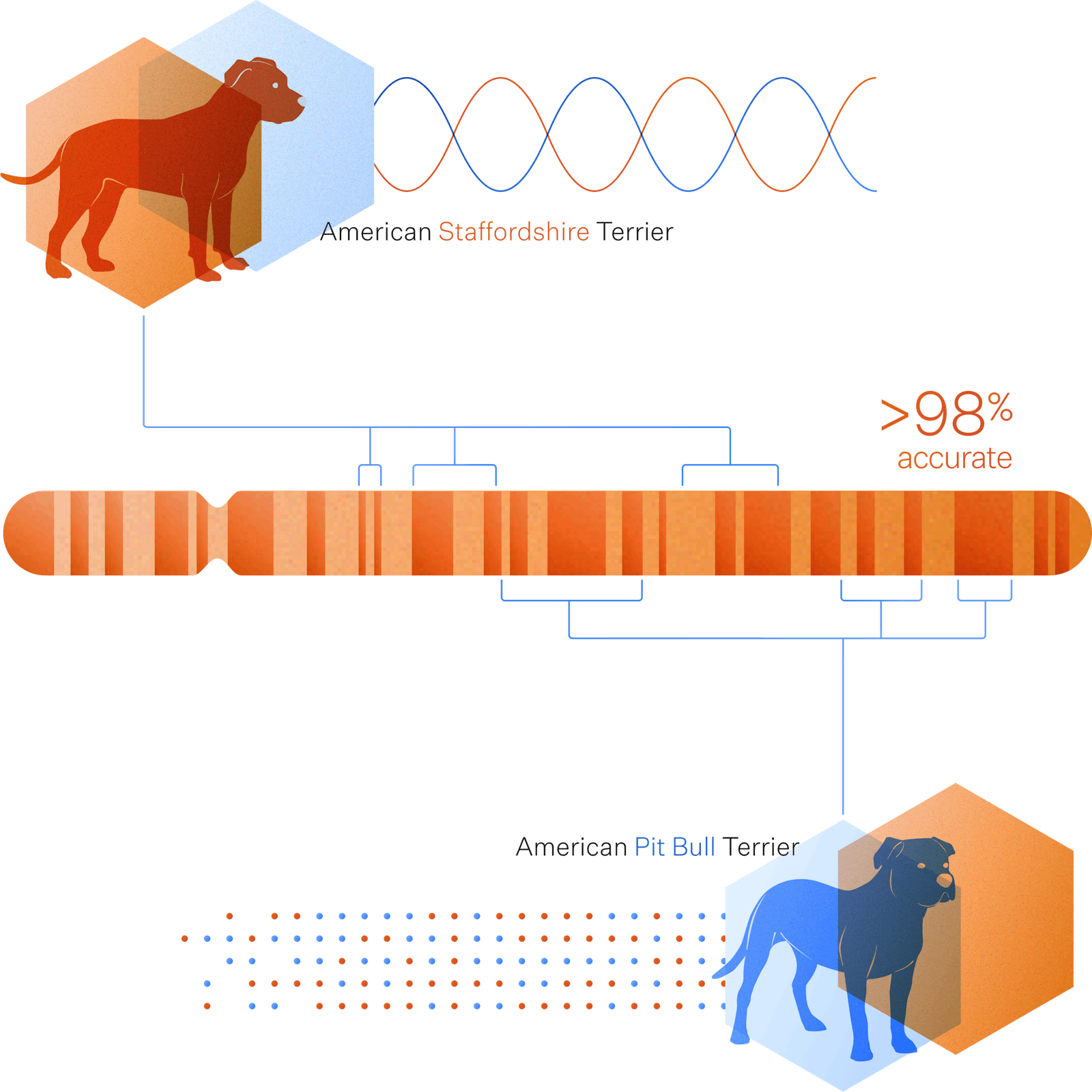 How pet DNA tests work | The science behind Wisdom Panel™ tests
