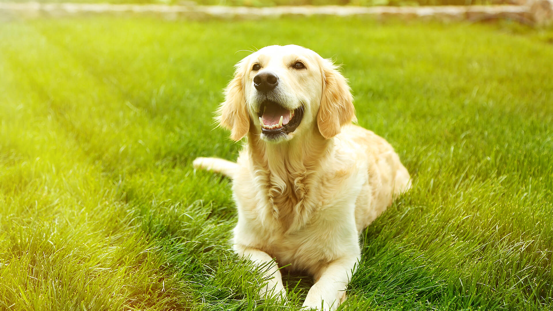 How to keep your pets cool and safe during summer heat