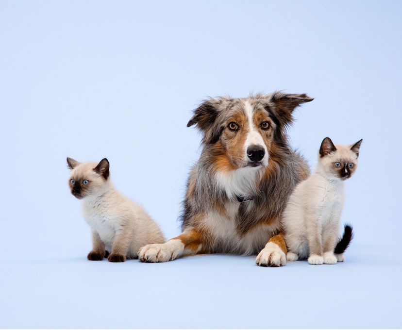 Compare pet DNA tests | Wisdom Panel™ vs. the competition