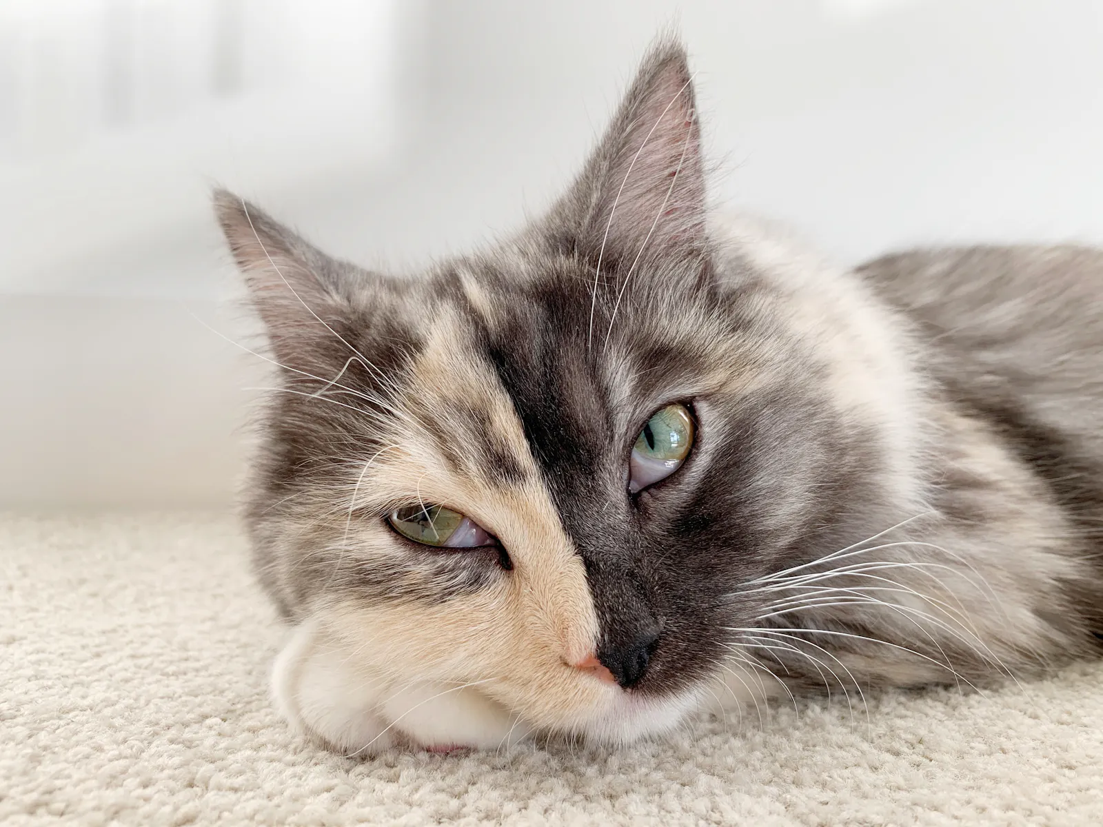 The genetics of chimerism and mosaicism in dogs and cats