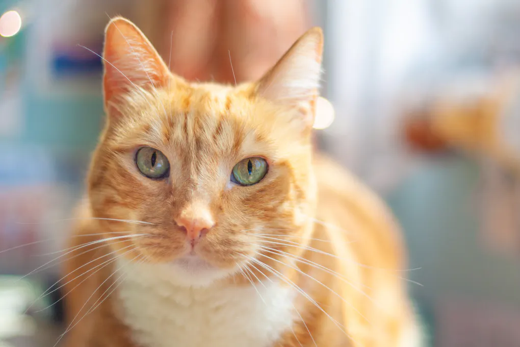 How to Pick a Cat Name? The Best Cat Names