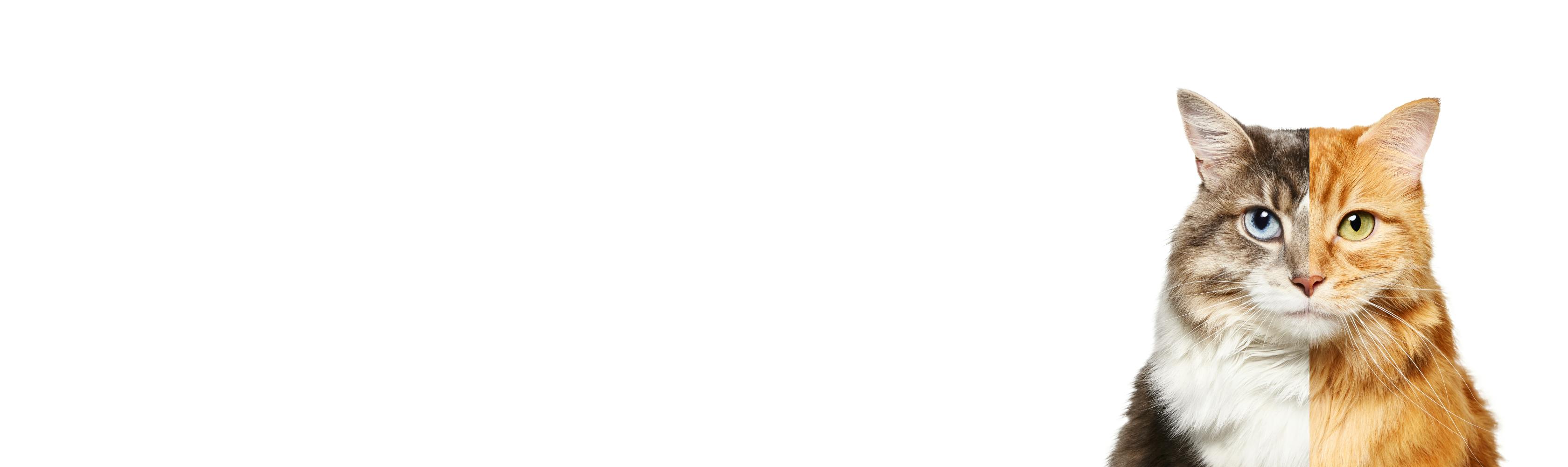 About Wisdom Panel™ pet DNA tests by Wisdom Health