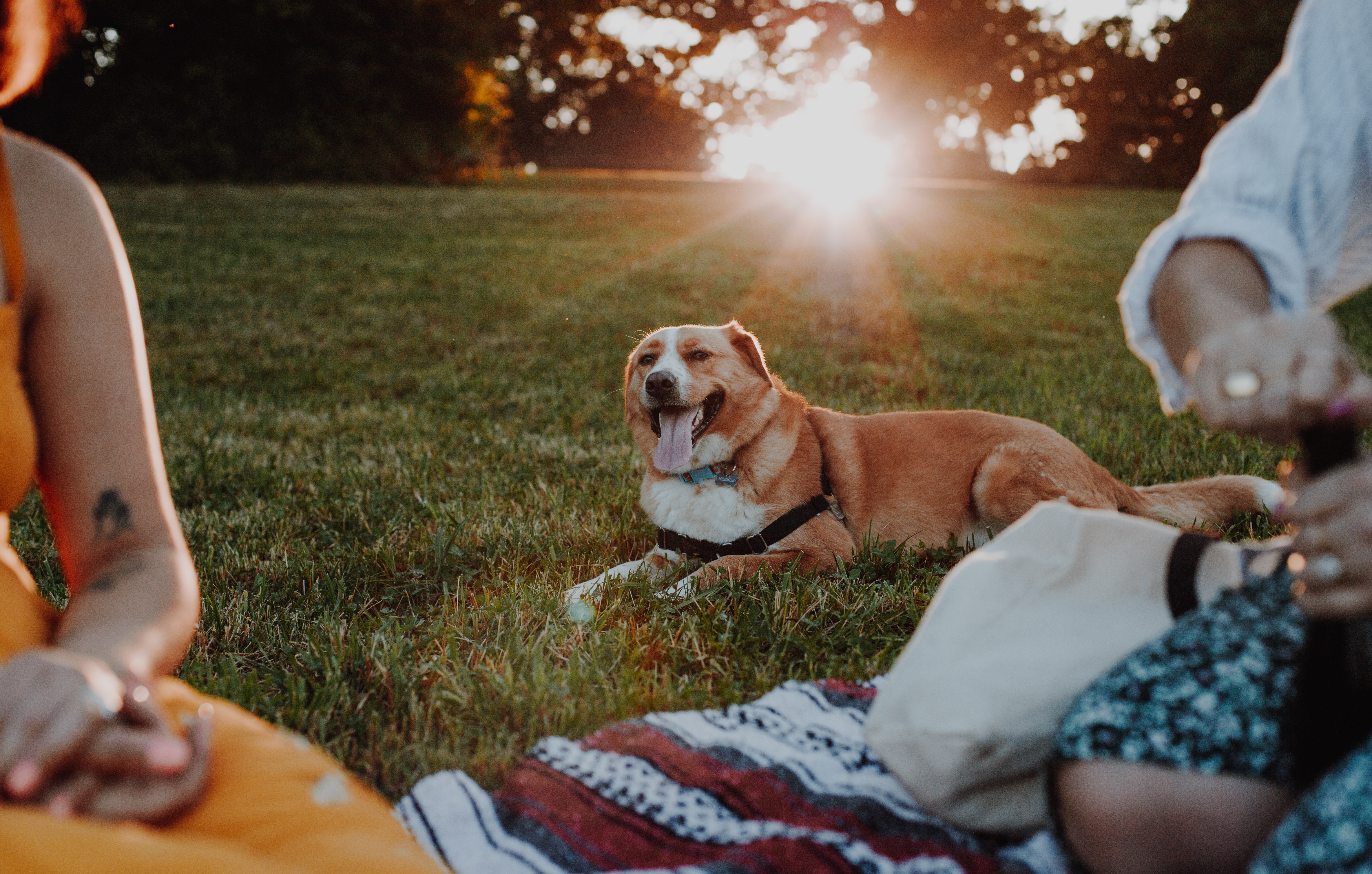 Keep pets safe at your next backyard cookout