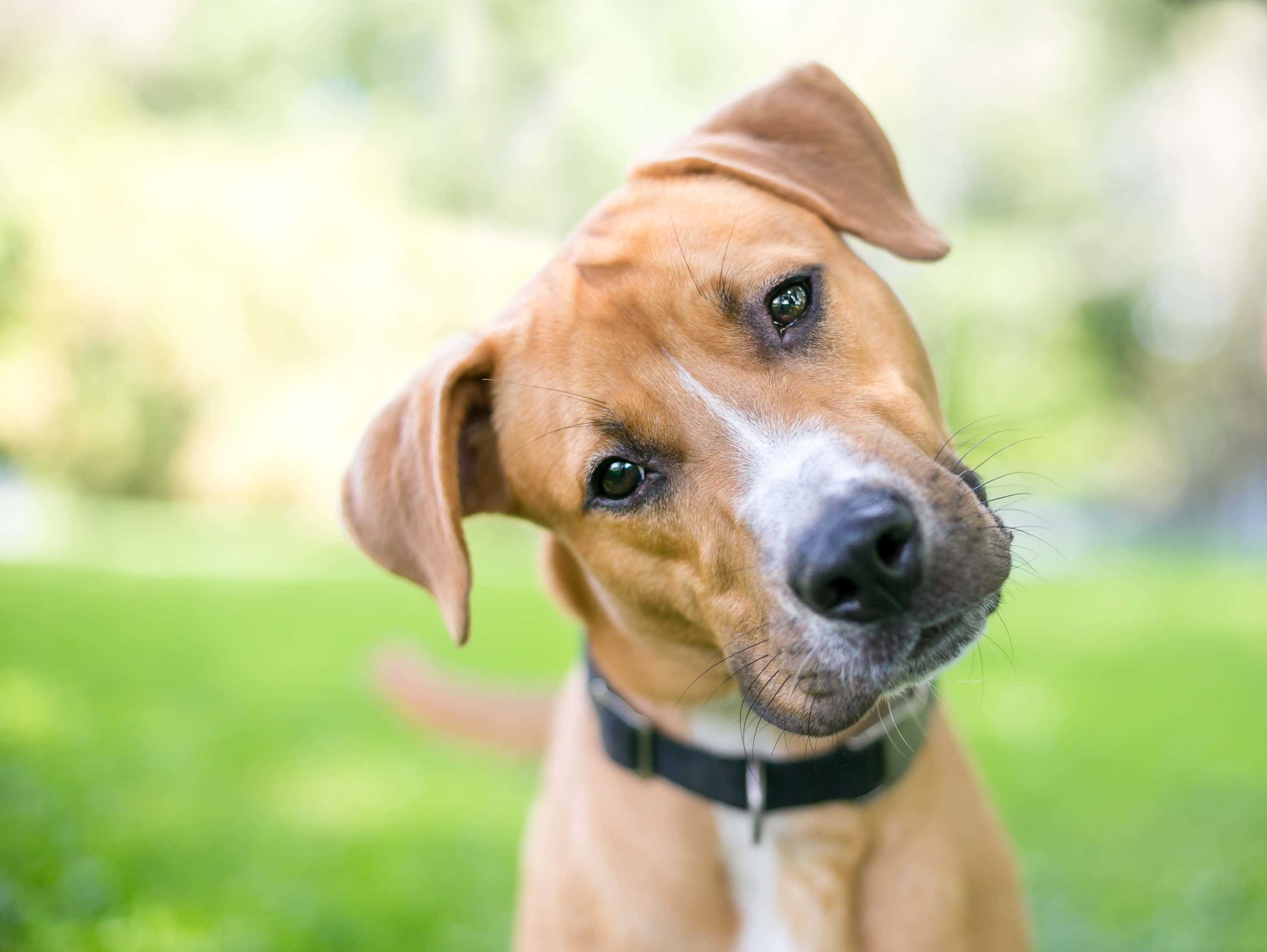 Deafness in Dogs: Identification, Causes, and Treatments