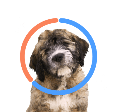 Wisdom Panel™ | World's most accurate dog DNA test service