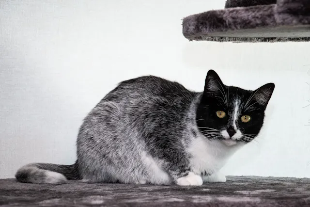 See the newest cat coat pattern, “salty licorice”
