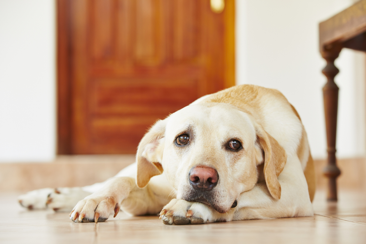 Understanding dog depression
