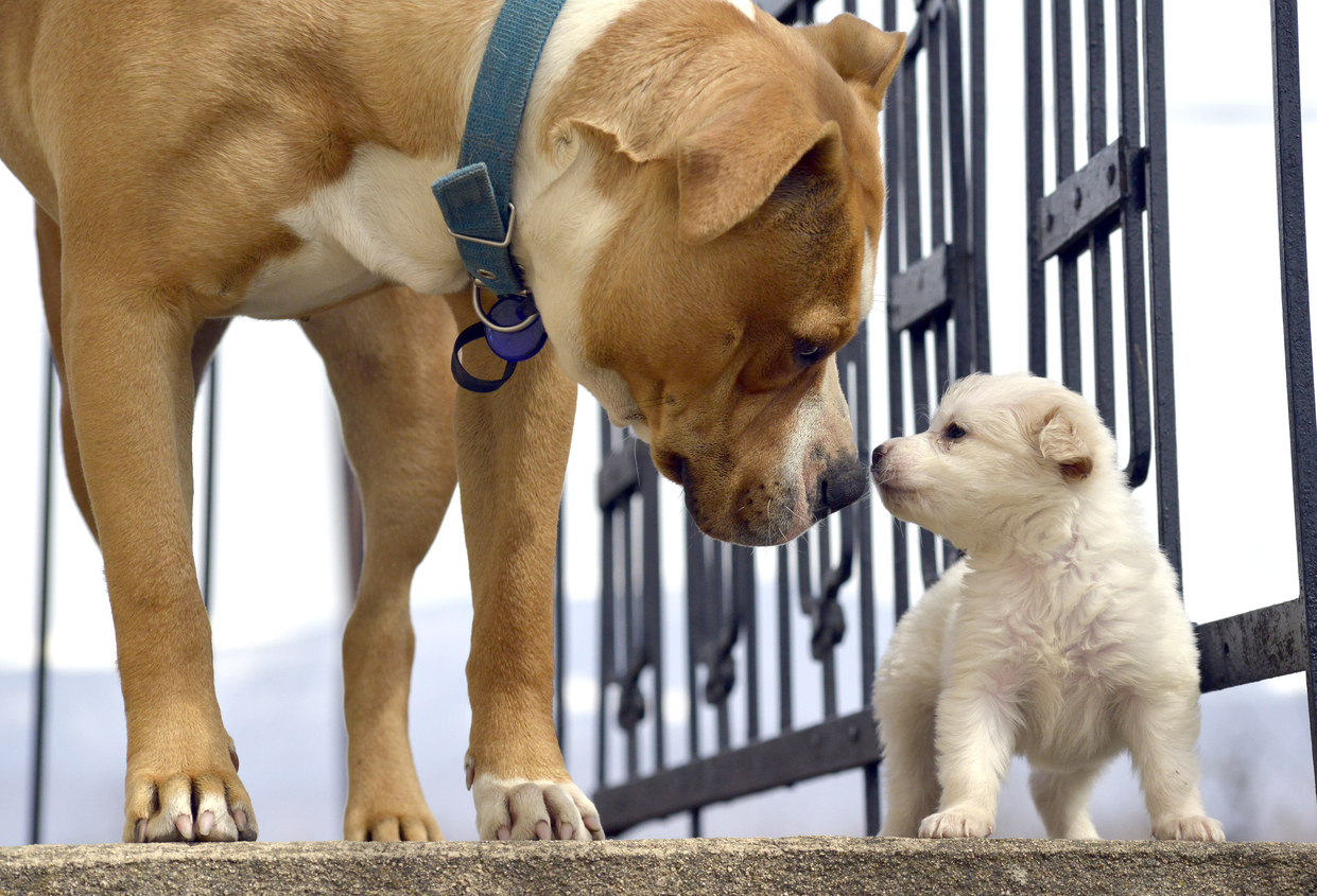 How to Socialize Your Dog at Any Age
