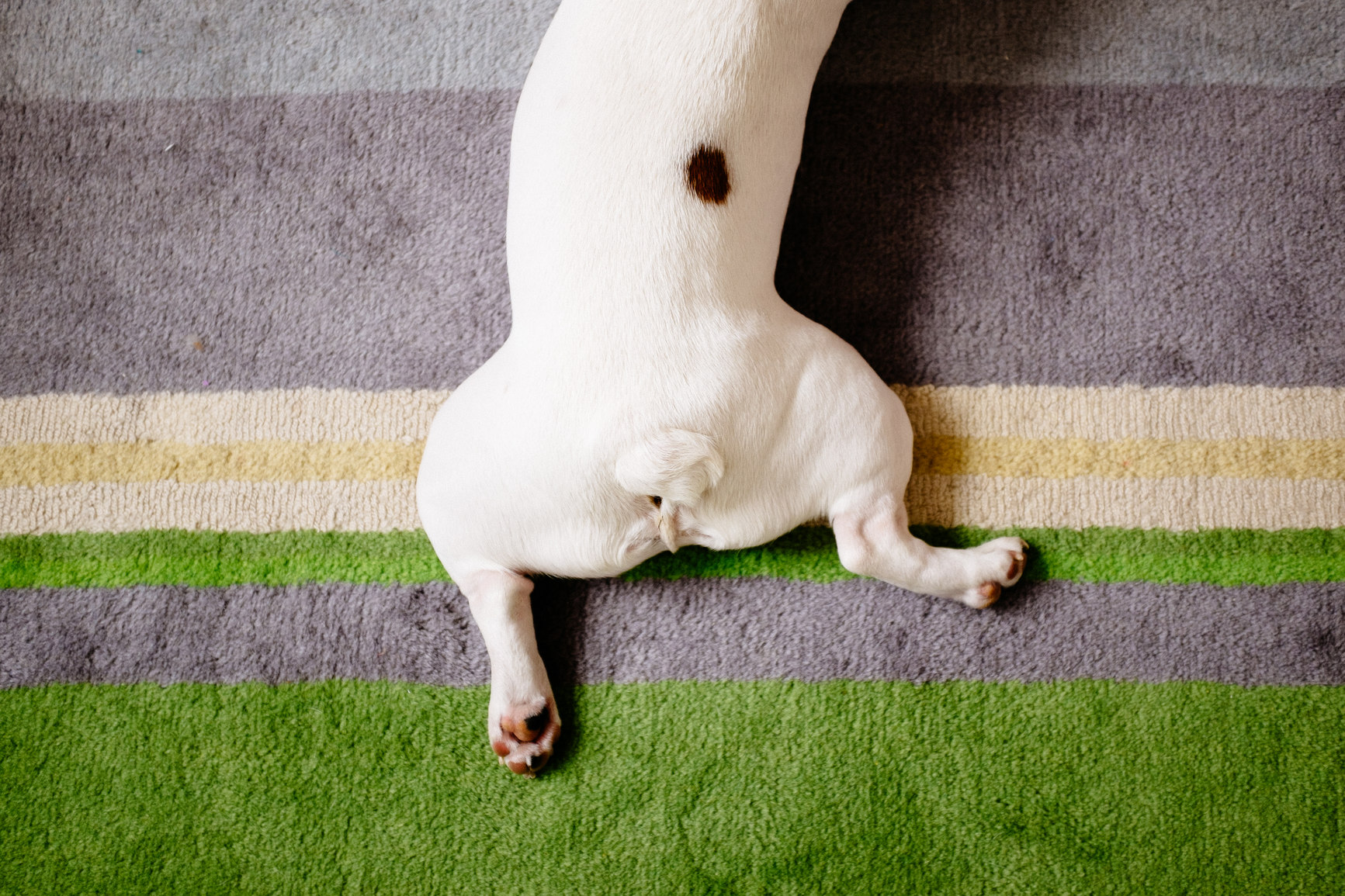 Understanding anal gland expression in dogs
