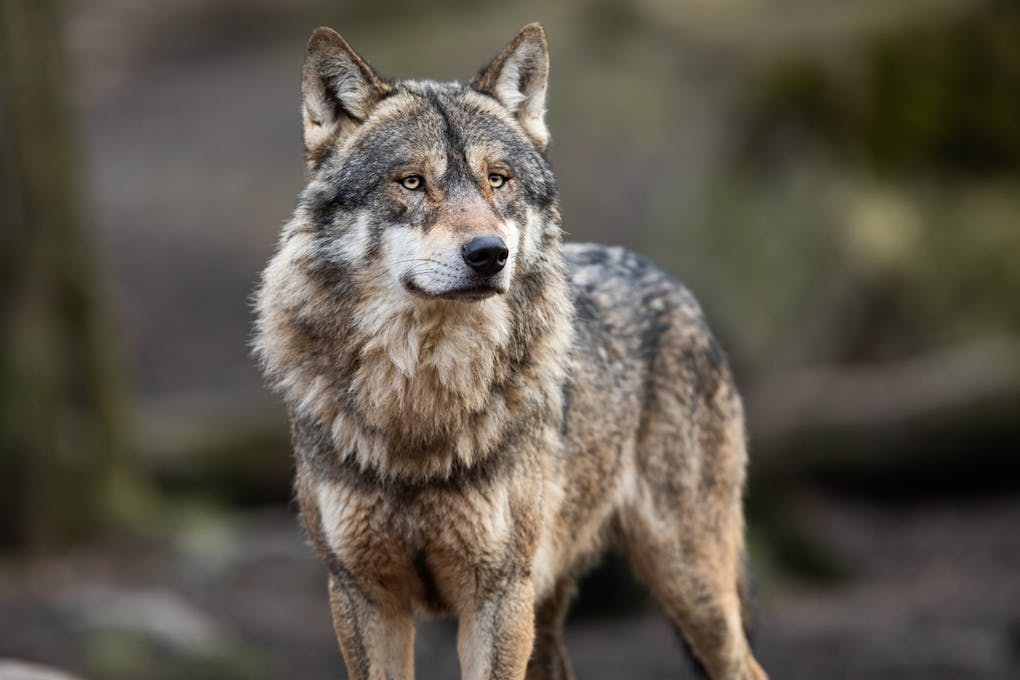 Dogs vs. Wolves: Understanding the Difference