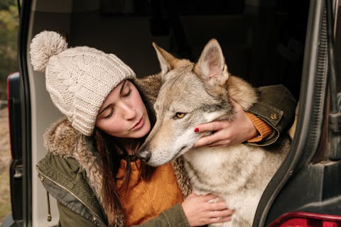 Dogs vs. Wolves: Understanding the Difference