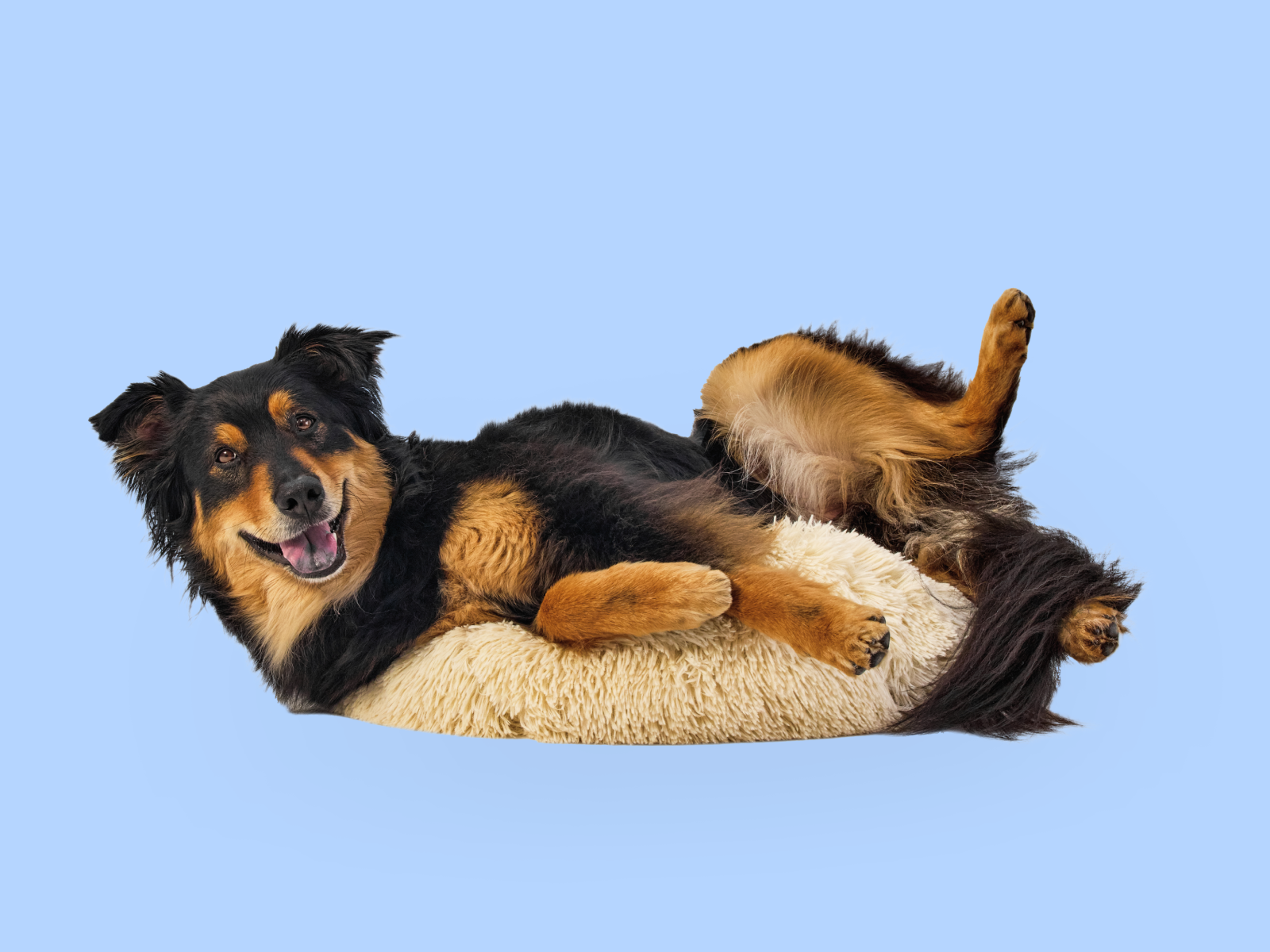 Introducing Behavior Insights from Wisdom Panel