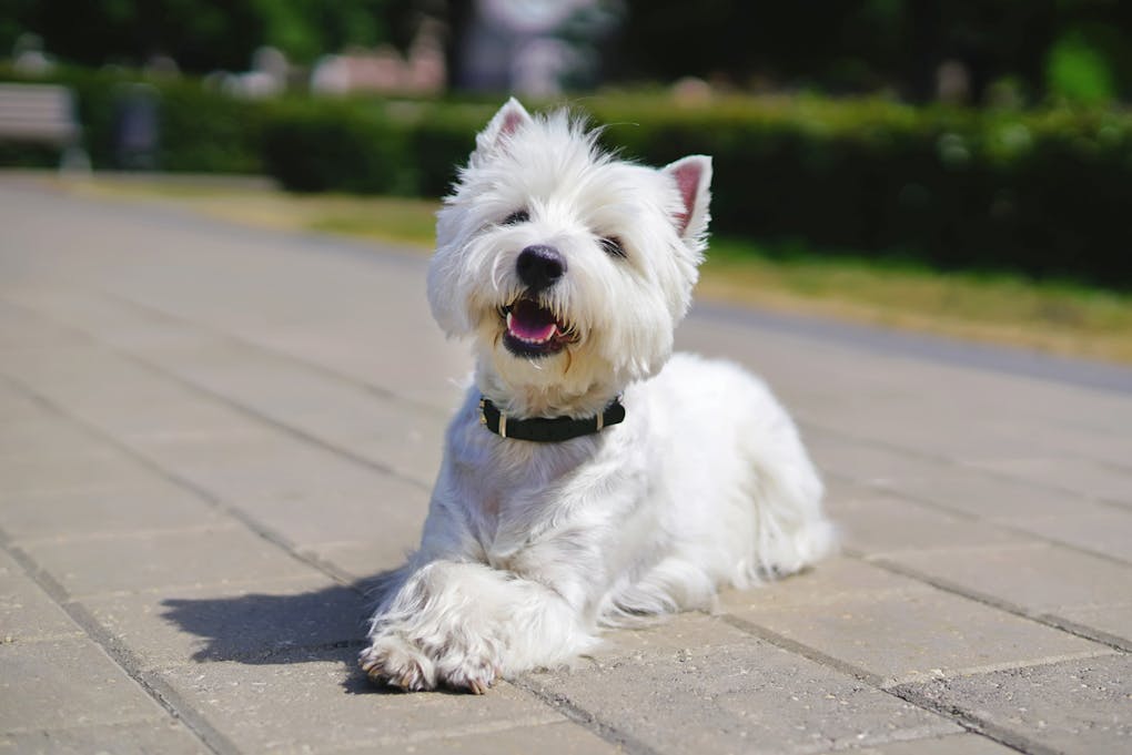 All About Terriers: Get to know the terrier breed group