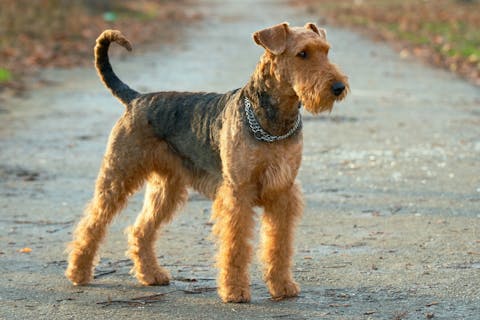 All About Terriers: Get to know the terrier breed group