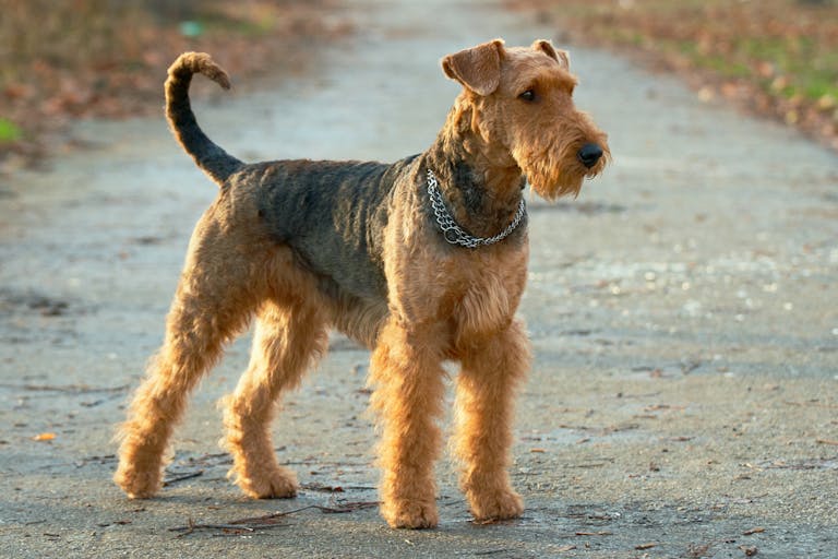 All About Terriers: Get to know the terrier breed group