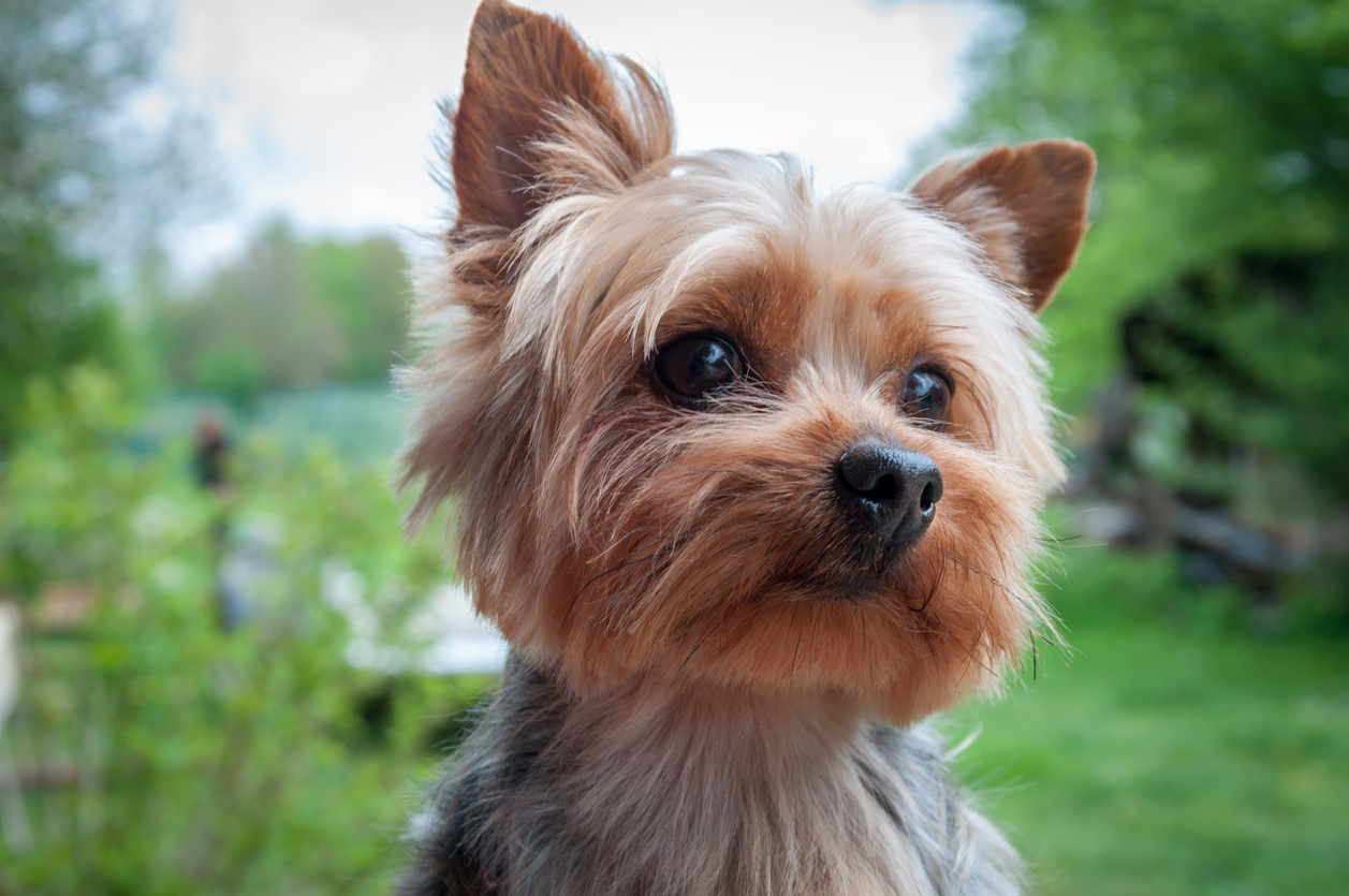 10 Common Small Dog Breed Health Problems